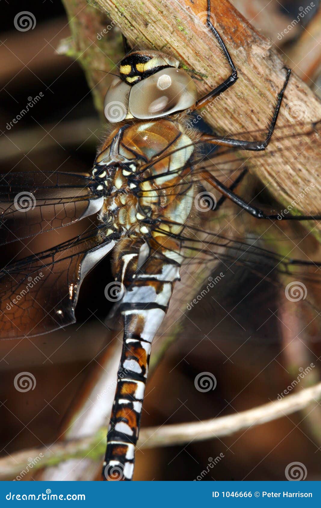 Mosca del dragón foto de archivo. Imagen de verano, insecto - 1046666
