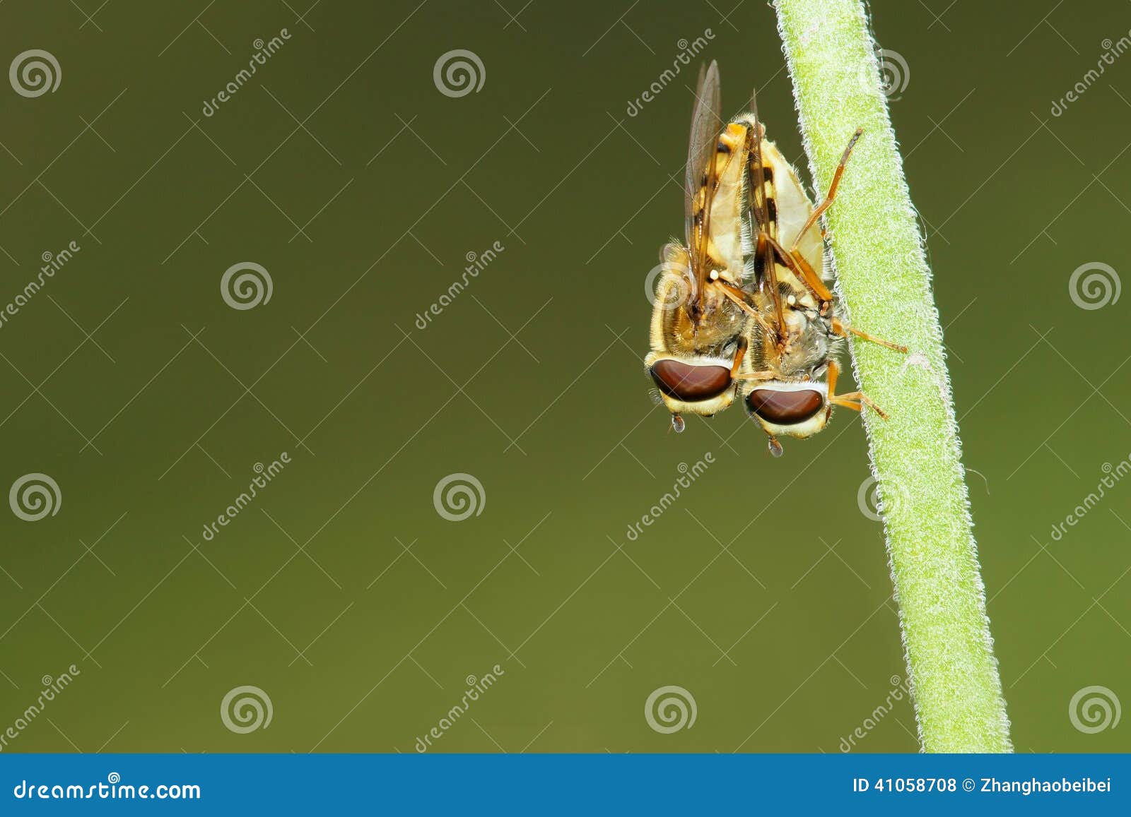 Mosca del fuco fotografia stock. Immagine di impronta - 41058708