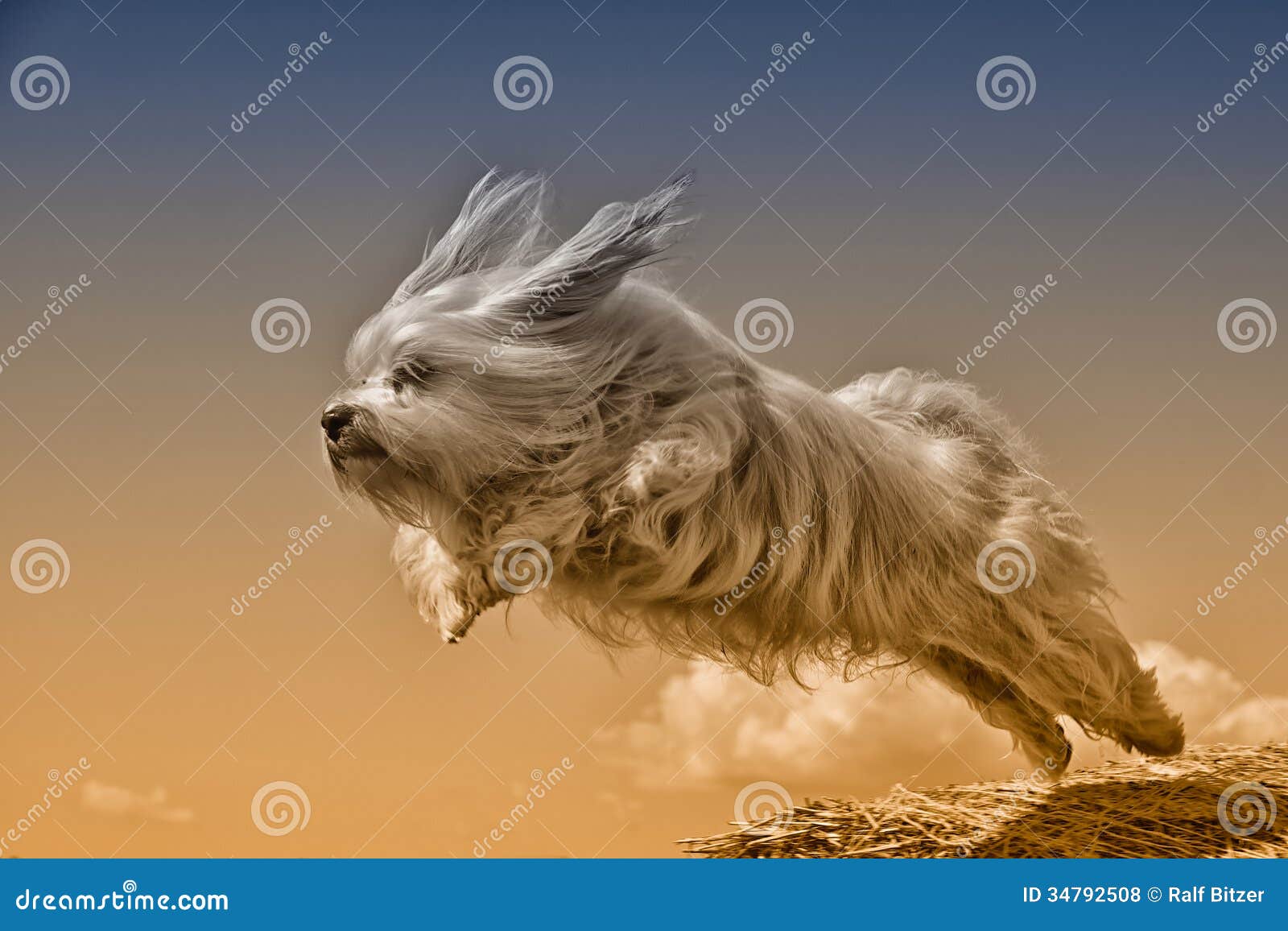 Mosca Del Perro De La Mosca Foto de archivo - Imagen de blanco, color ...