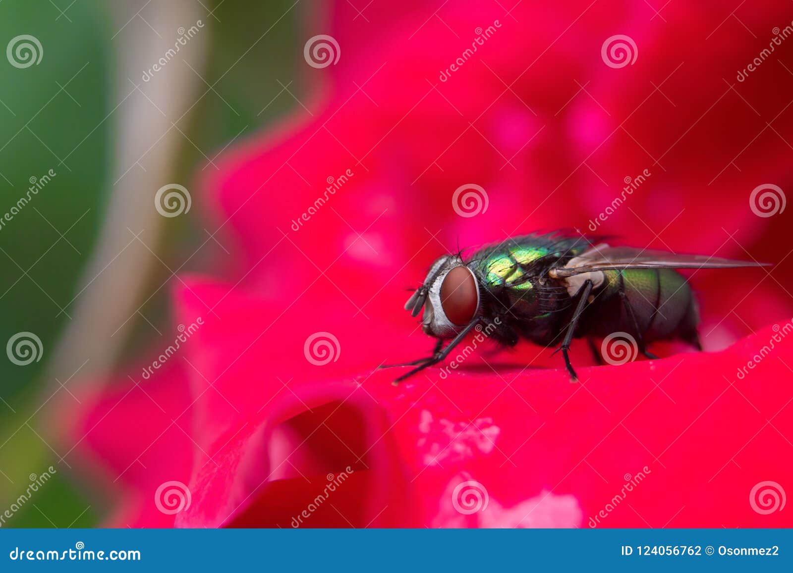 Mosca Del Primo Piano Sulla Rosa Rossa Fotografia Stock - Immagine di ...