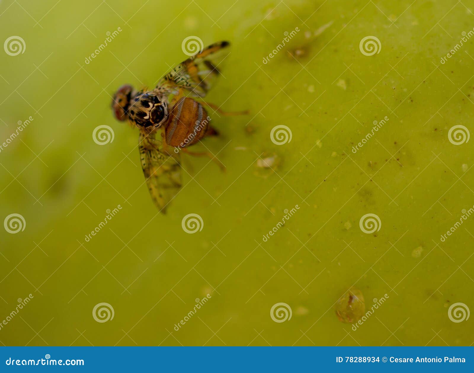Mosca Della Frutta Sulla Pera Fotografia Stock - Immagine di ...