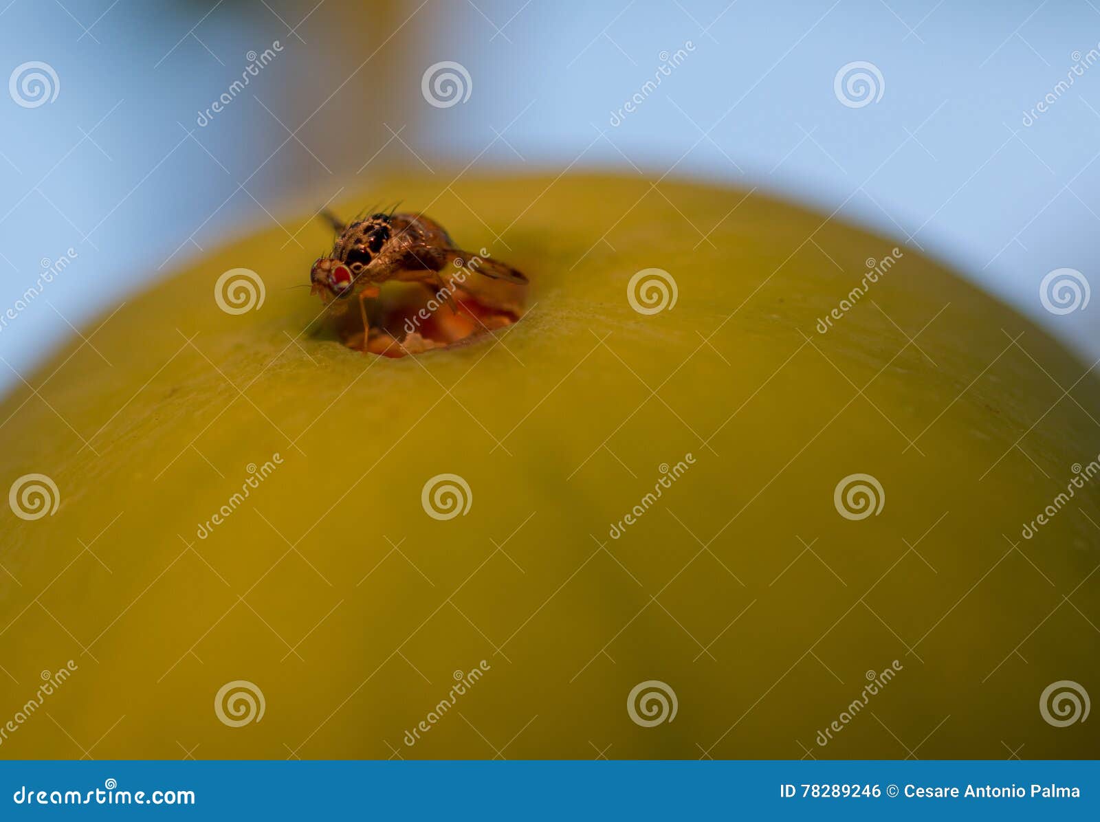 Mosca Della Frutta Sulla Pera Fotografia Stock - Immagine di selvaggio ...