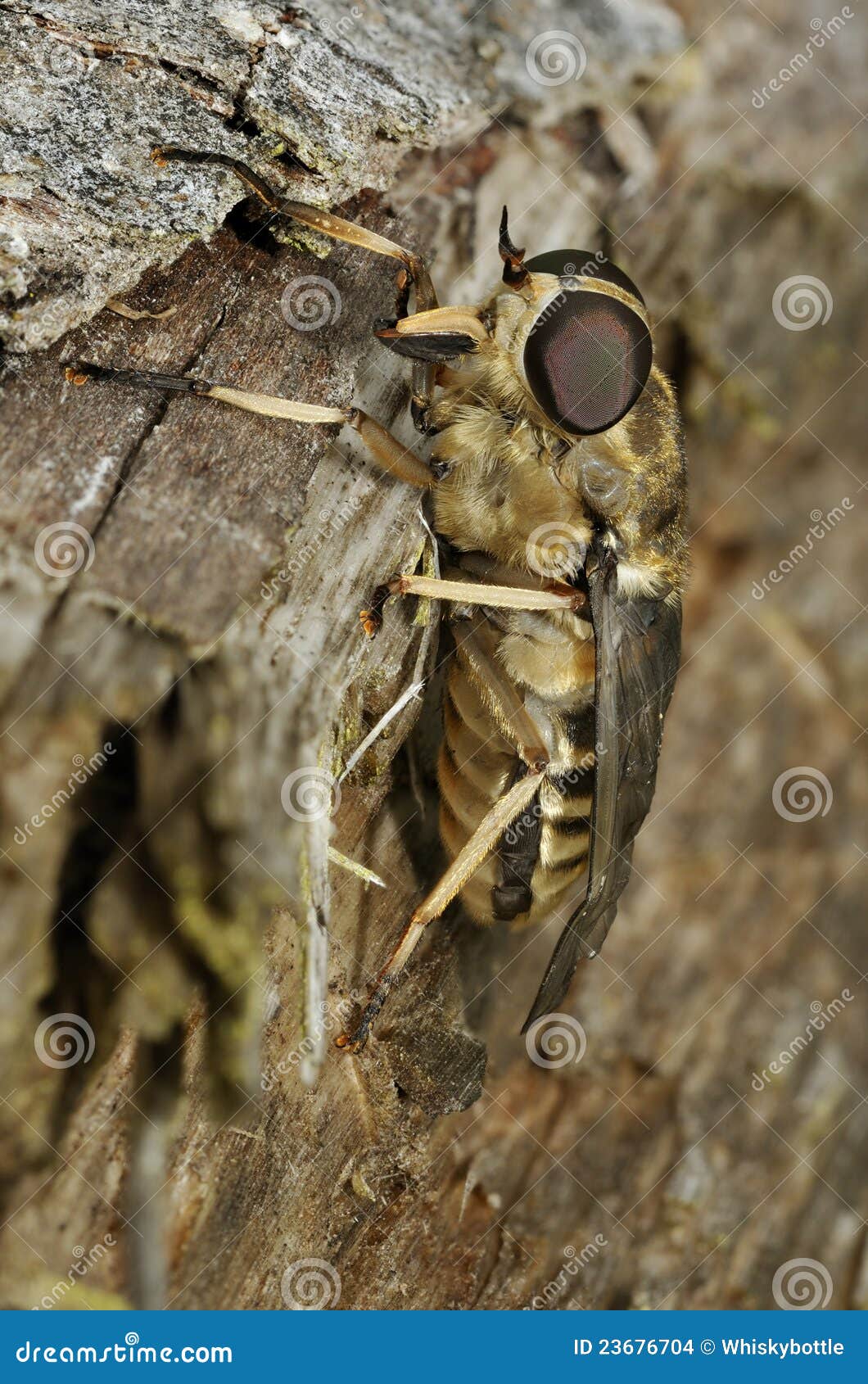 Mosca di cavallo fotografia stock. Immagine di mosca - 23676704