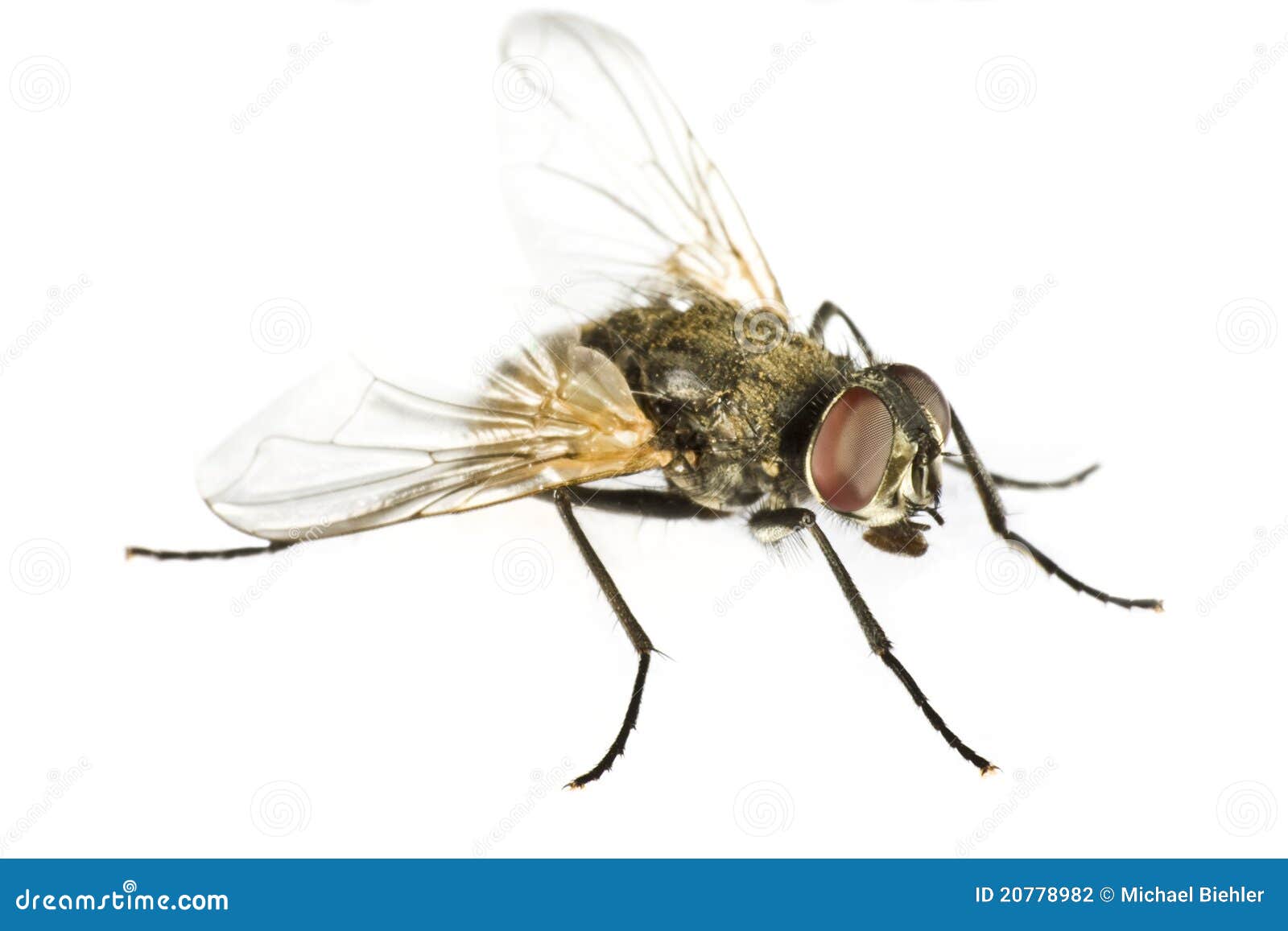 Mosca Di Cavallo Nella Fine in Su Fotografia Stock - Immagine di mosca ...