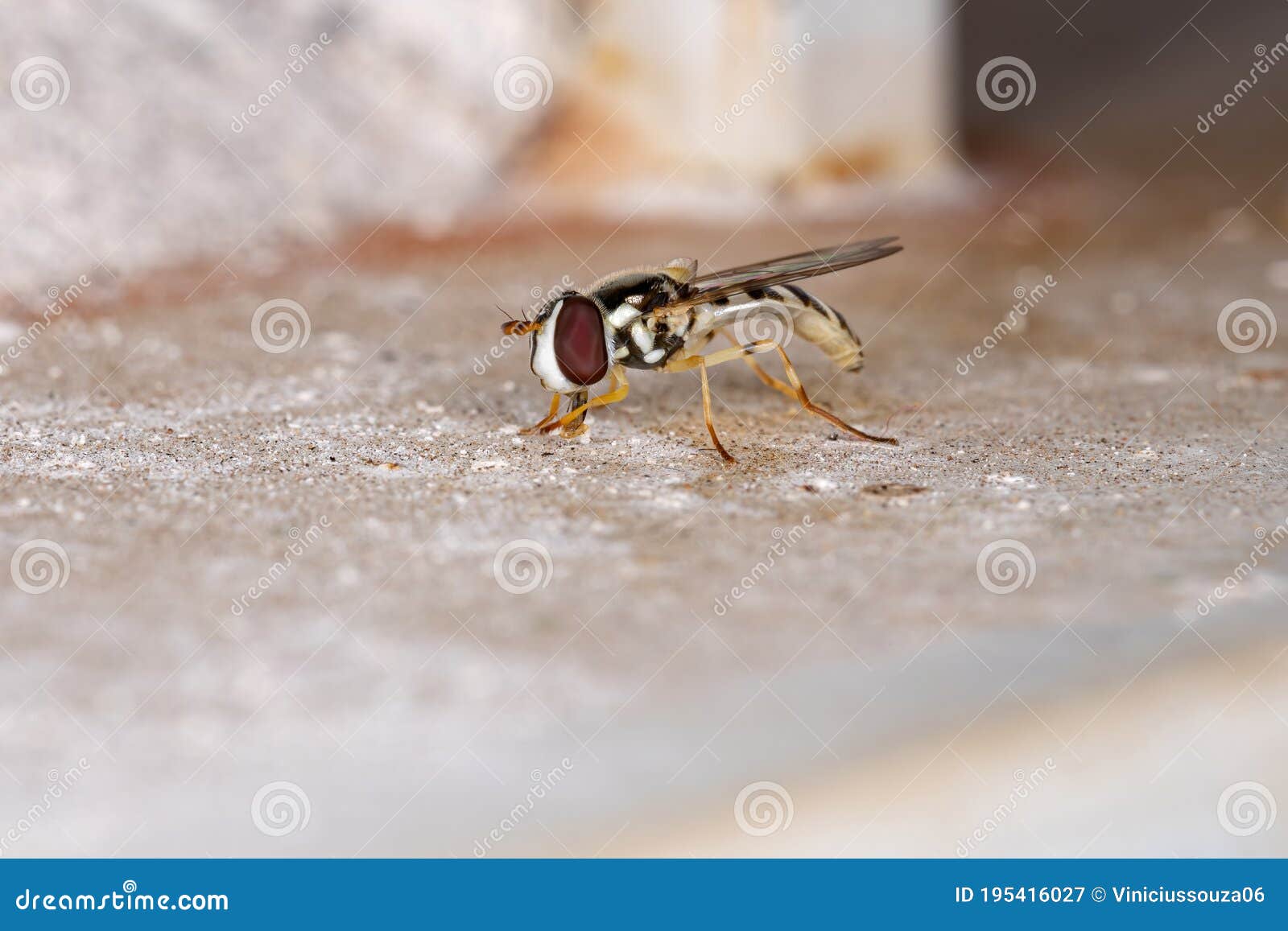 Mosca-do-cavalo imagem de stock. Imagem de inseto, mosca - 195416027