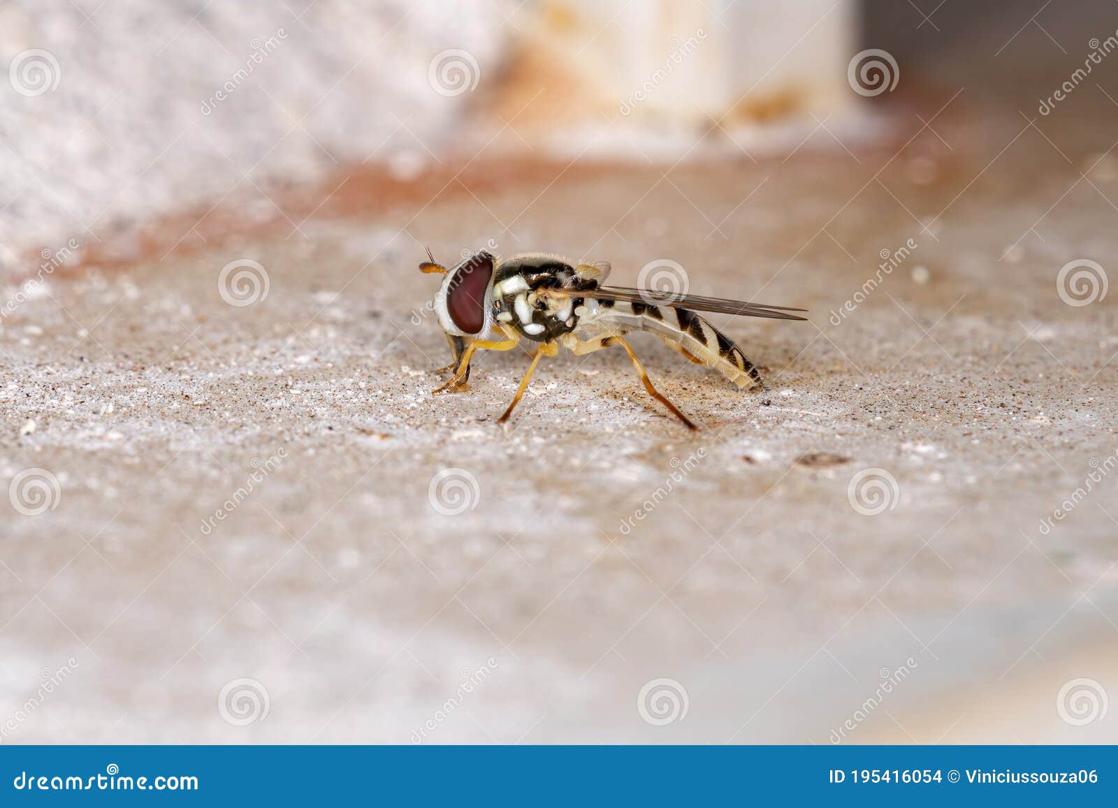 Mosca-do-cavalo foto de stock. Imagem de macro, wildlife - 195416054