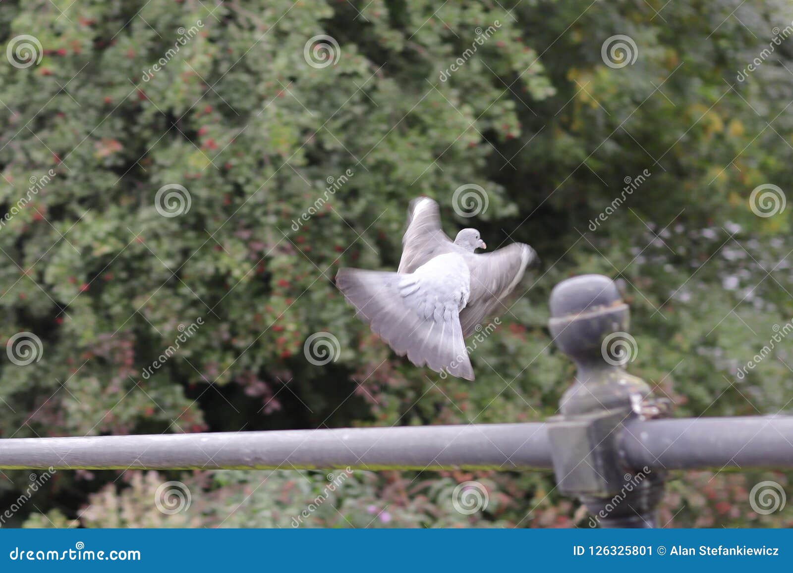 Mosca Do Pombo Acima Dos Trilhos Imagem de Stock - Imagem de escuro ...