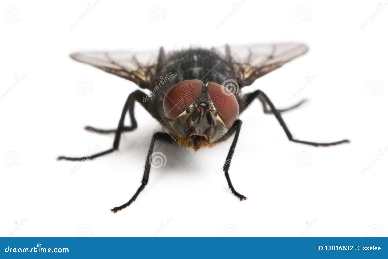 Mosca, domestica do Musca foto de stock. Imagem de temas - 13816632