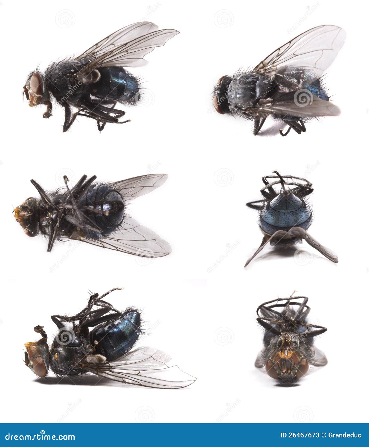 Mosca, domestica do Musca imagem de stock. Imagem de invertebrado ...