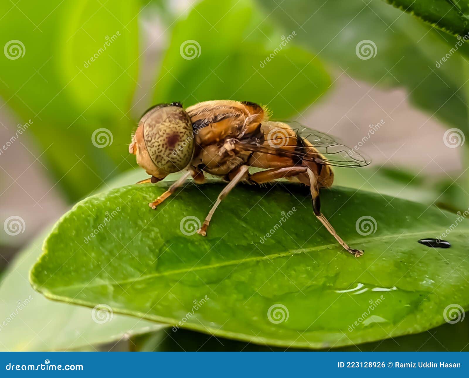 Mosca dorada en hoja verde foto de archivo. Imagen de flor - 223128926