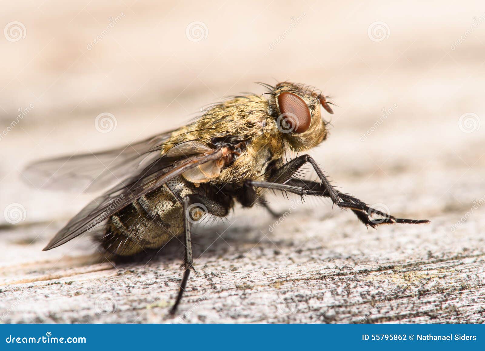 Mosca Dorata Della Camera Di Muscidae Fotografia Stock - Immagine di ...