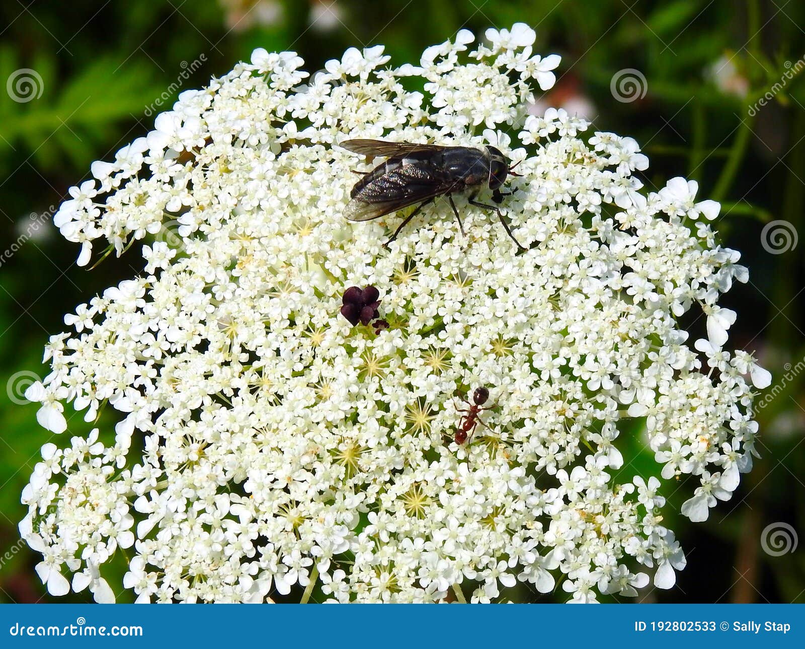 Mosca E Formiga Na Flor Branca Imagem de Stock - Imagem de nave ...