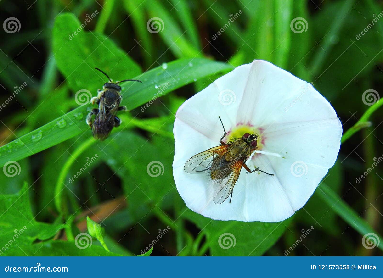 Mosca E Insecto Hermosos En La Flor Blanca, Lituania Foto de archivo ...