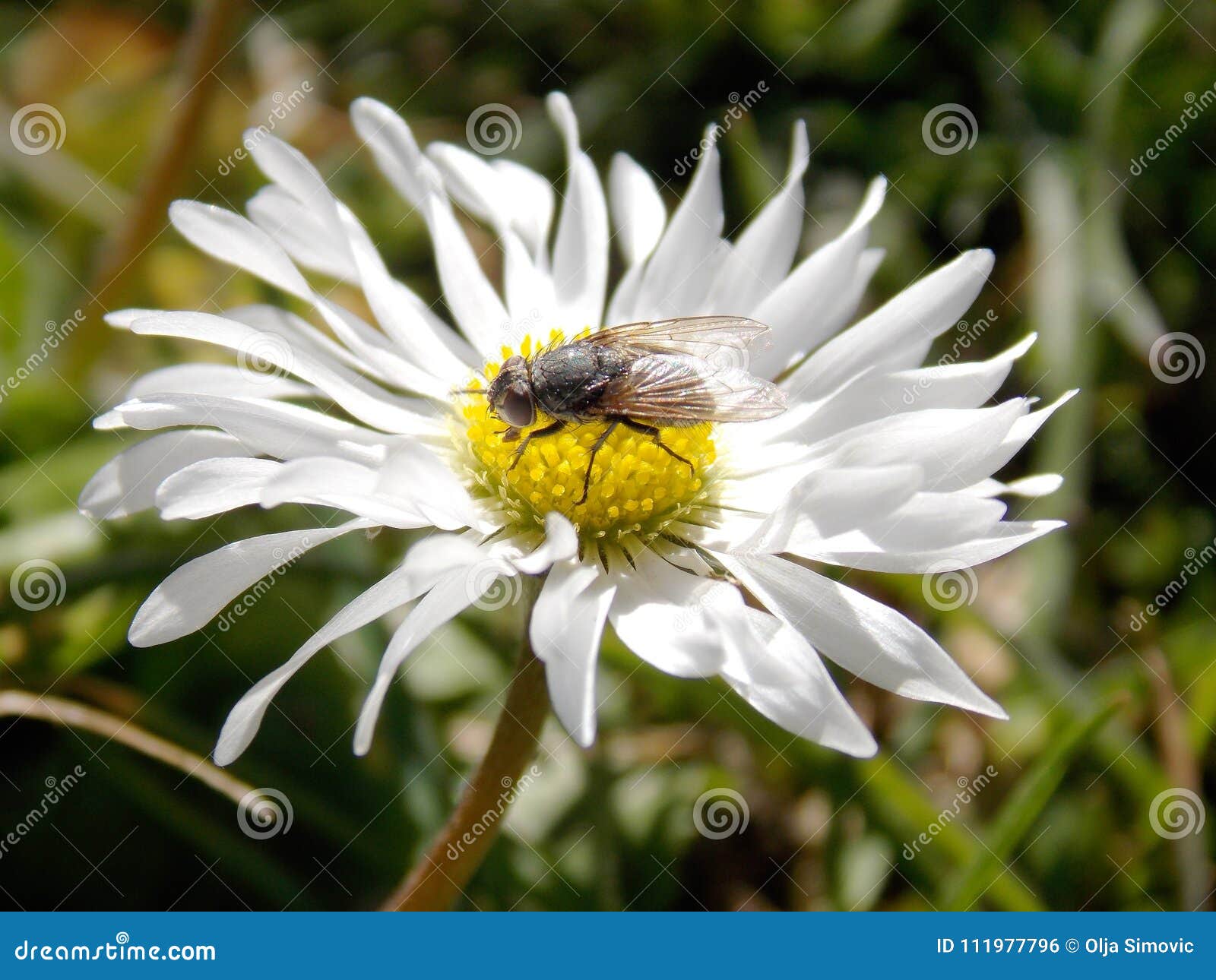 Mosca en la flor foto de archivo. Imagen de planta, hoja - 111977796
