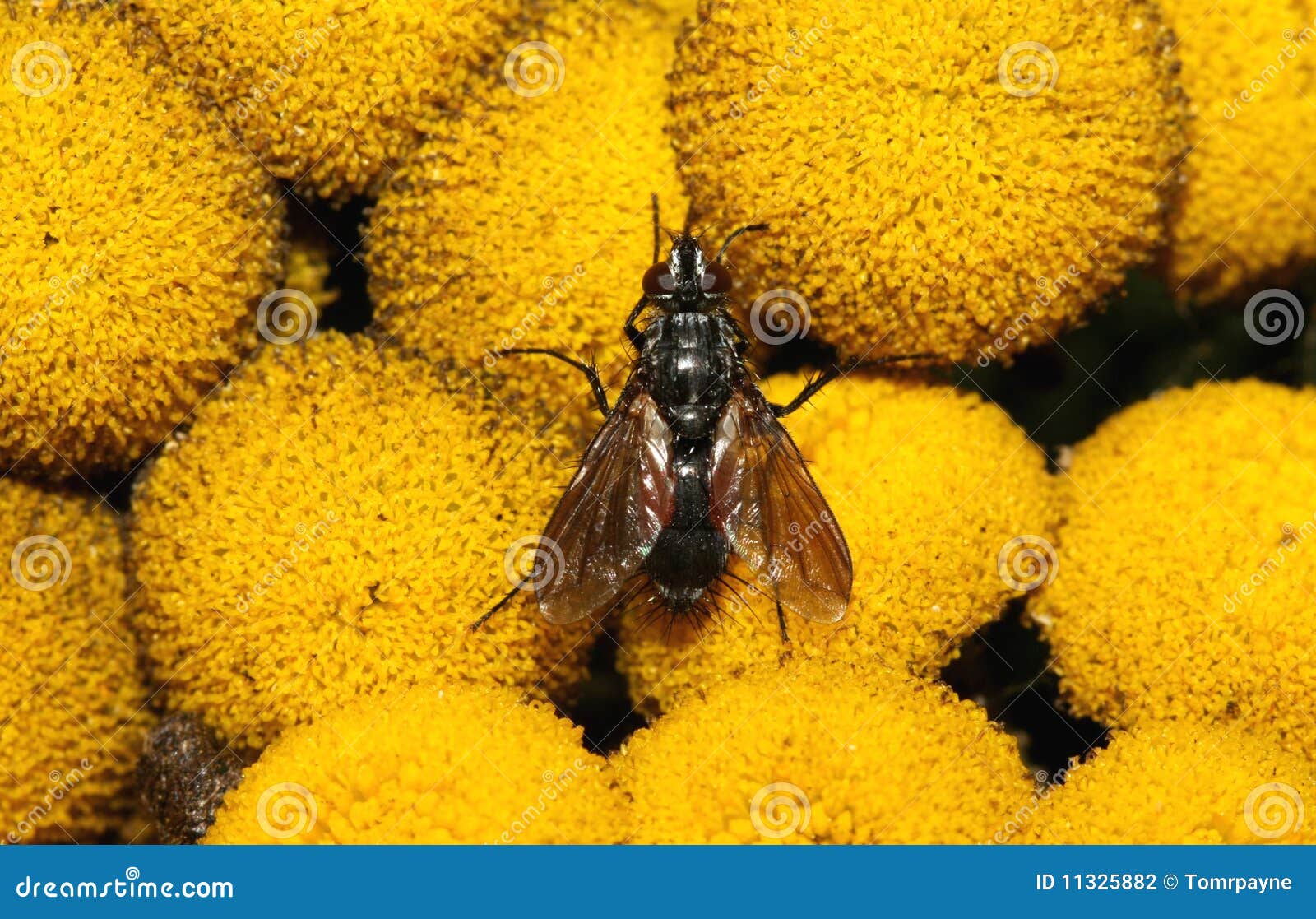 Mosca en la flor amarilla foto de archivo. Imagen de mosca - 11325882