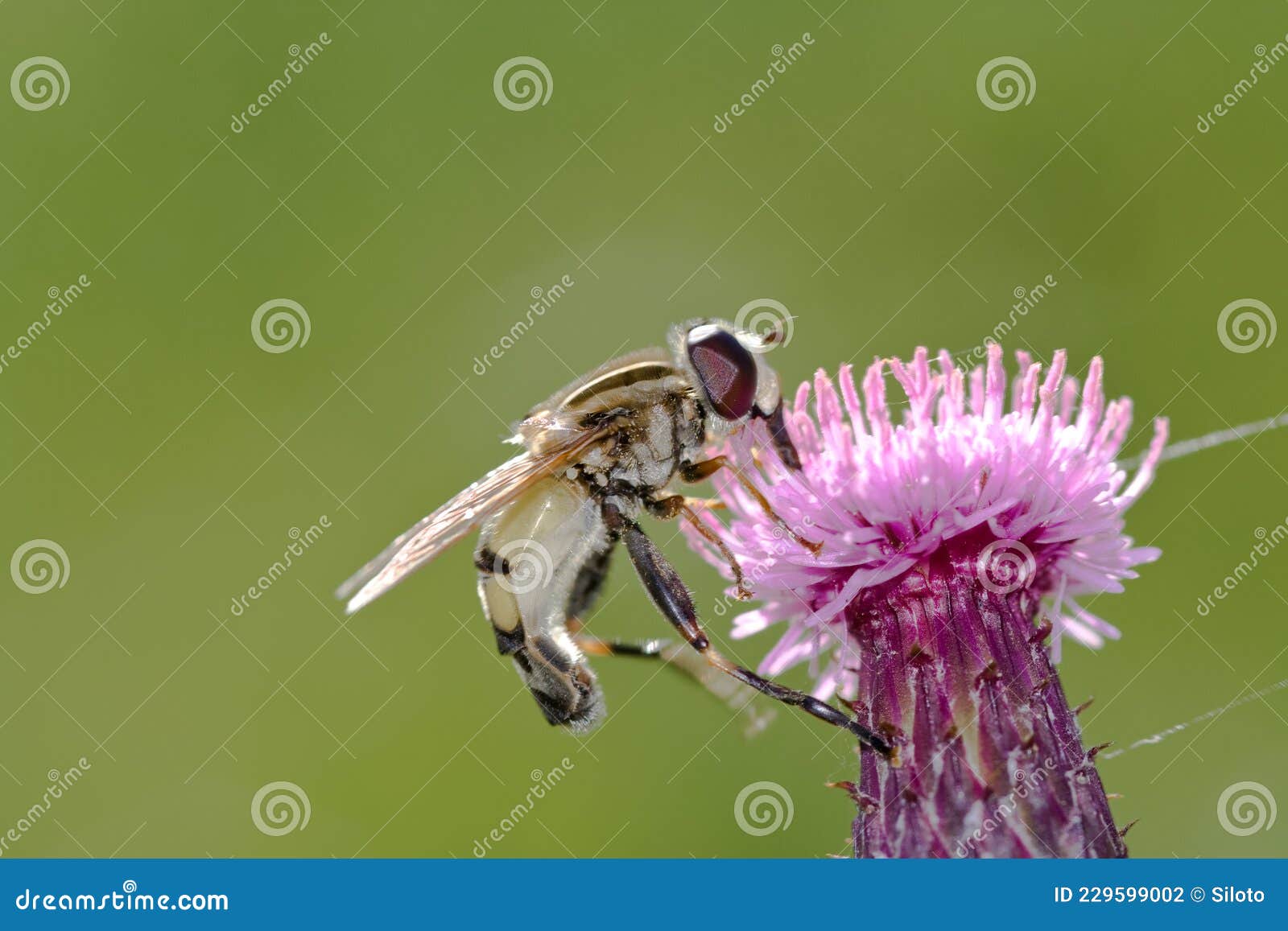 Mosca en la flor foto de archivo. Imagen de exterior - 229599002