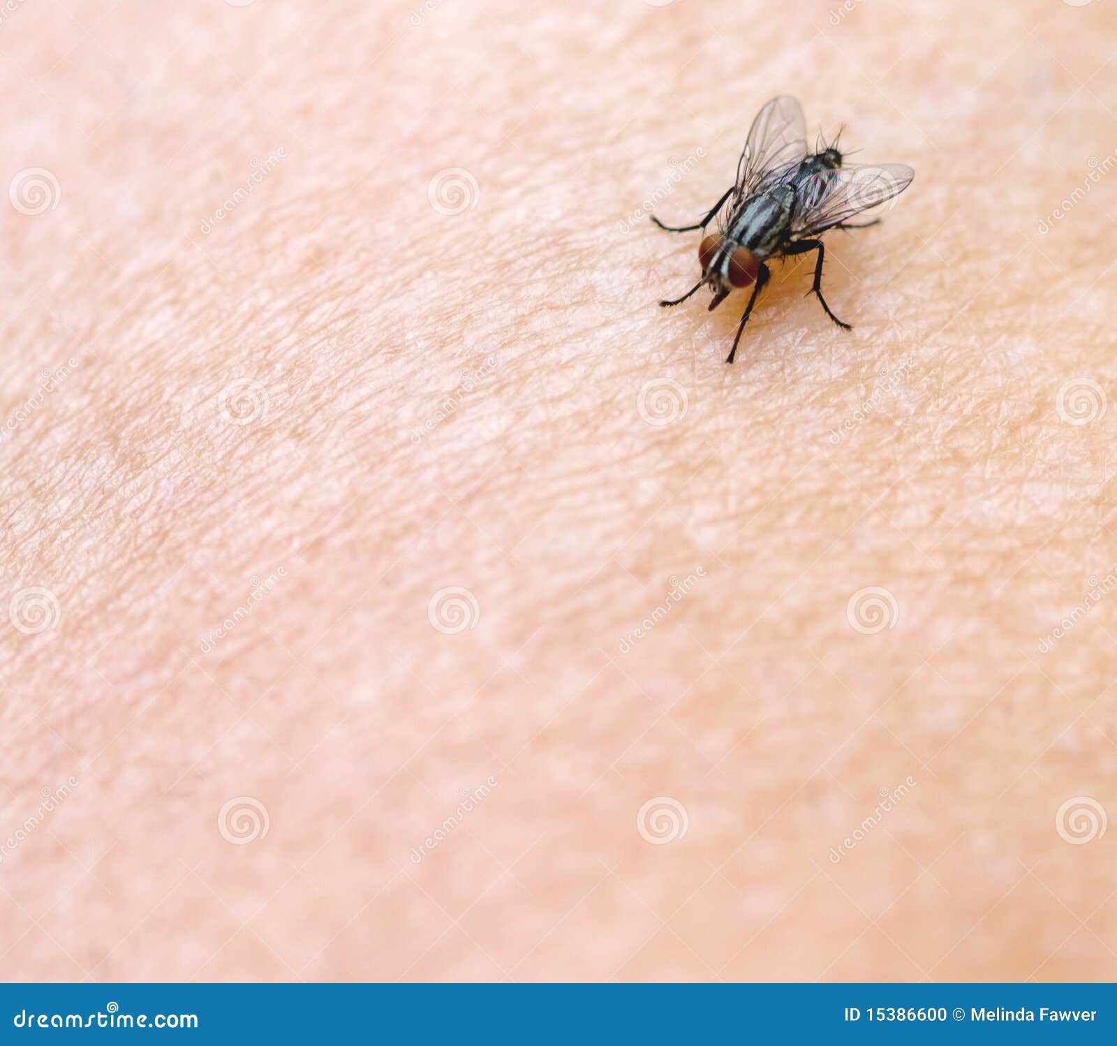 Mosca en piel foto de archivo. Imagen de humano, macro - 15386600