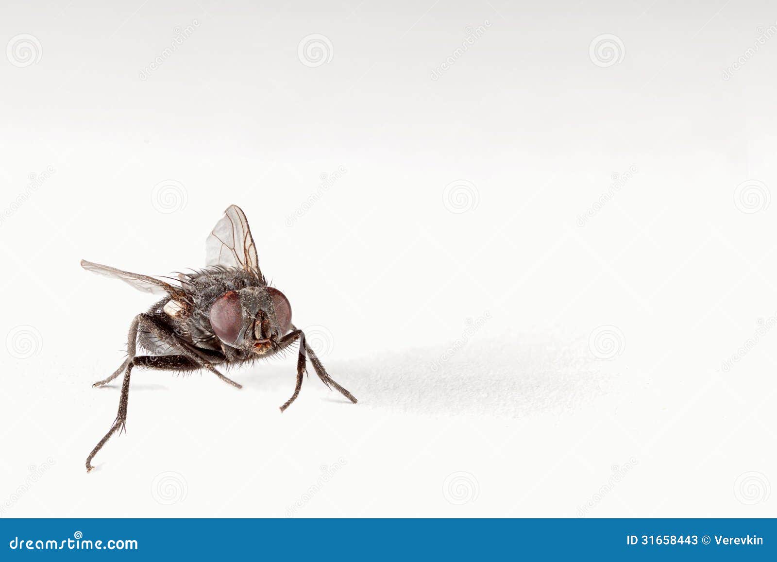 Mosca en un Libro Blanco. imagen de archivo. Imagen de patas - 31658443