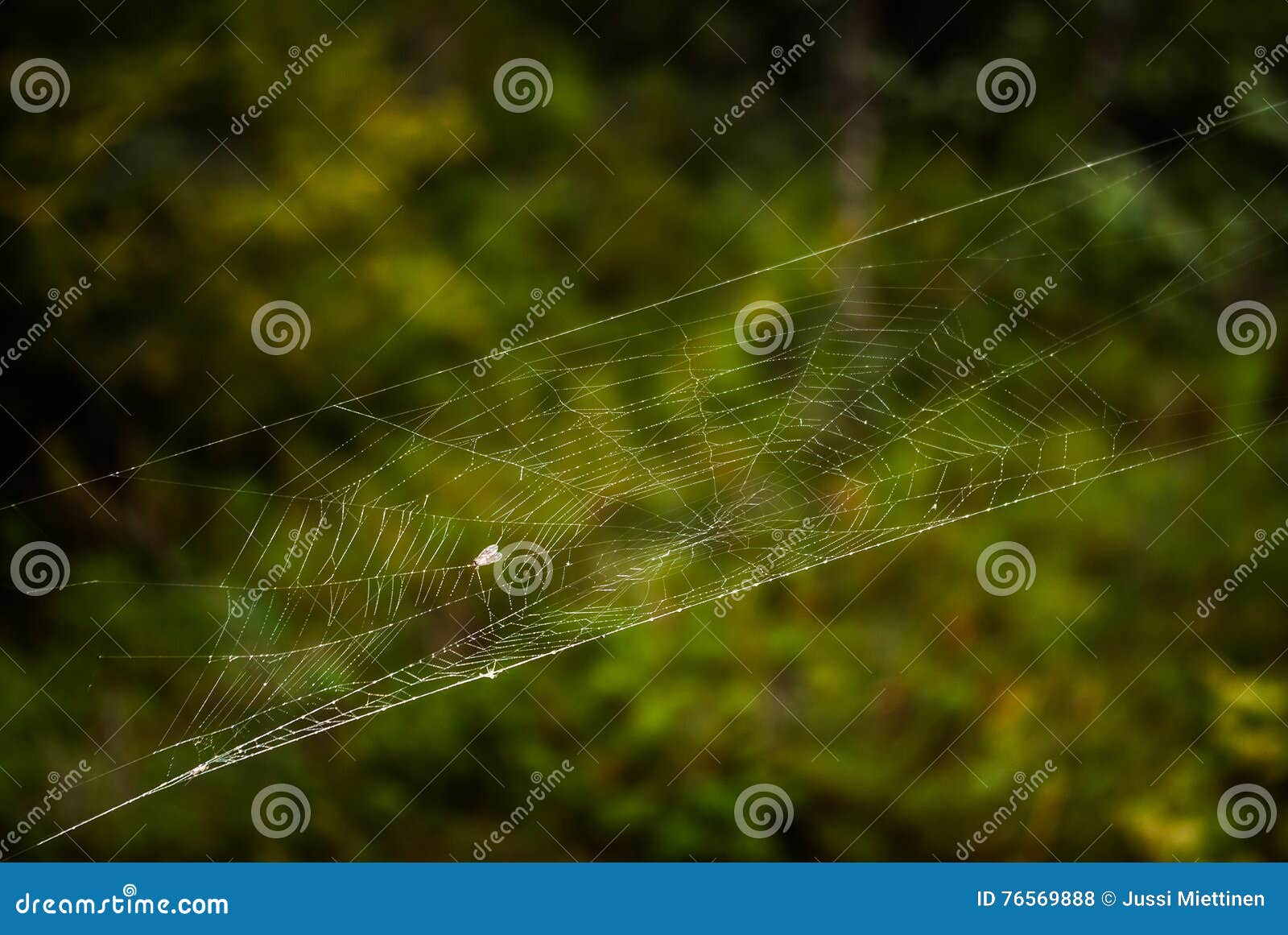 Mosca en un spiderweb foto de archivo. Imagen de acoplamiento - 76569888