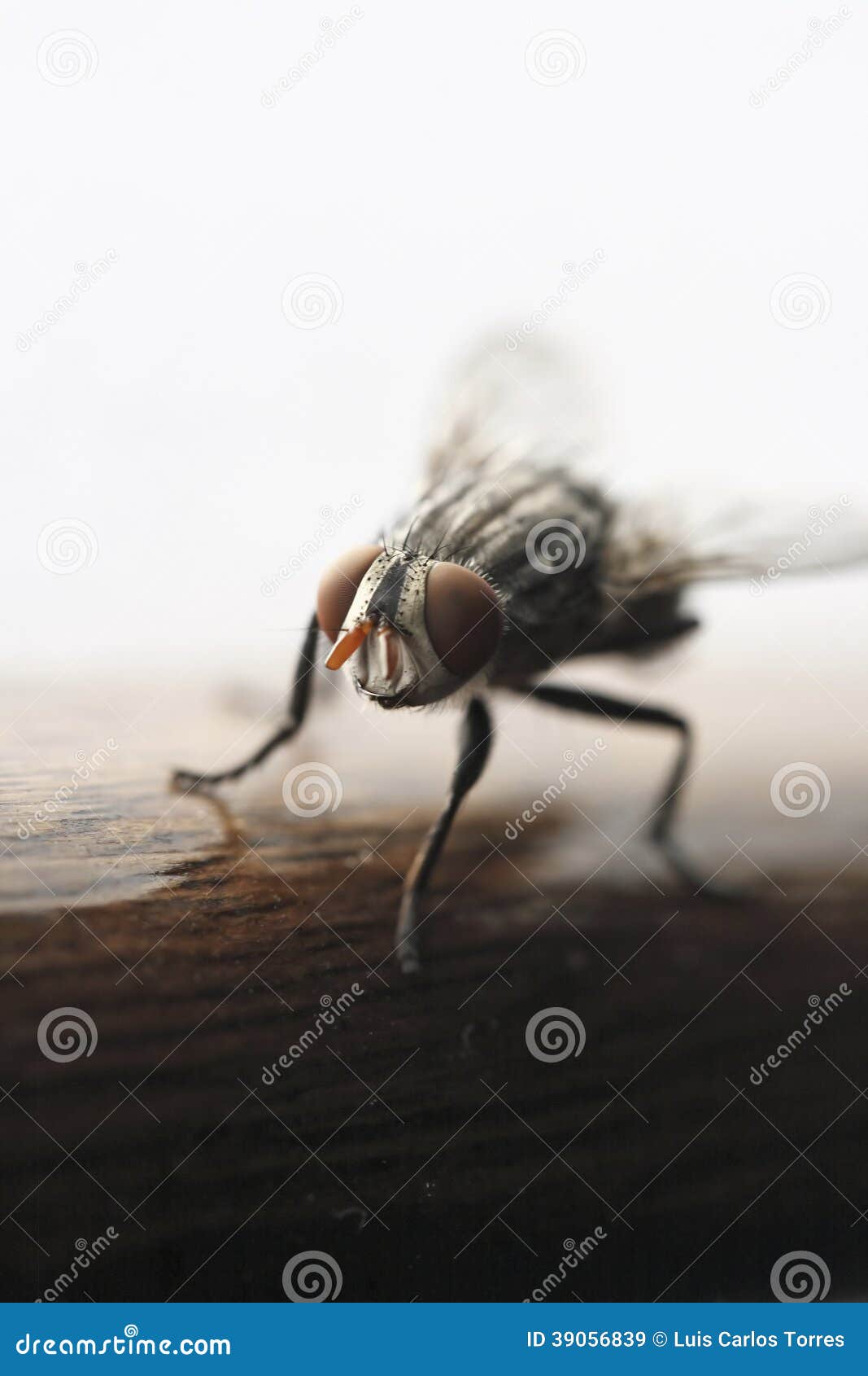 Mosca fea imagen de archivo. Imagen de fastidio, mosca - 39056839