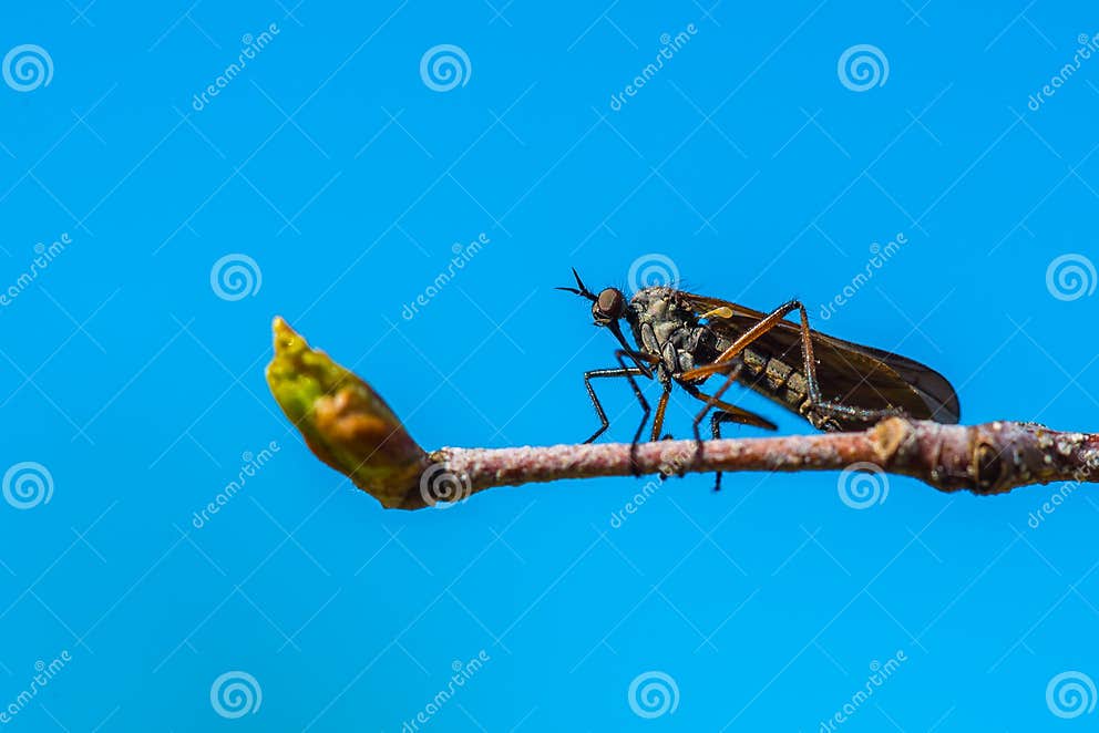 Mosca fea foto de archivo. Imagen de insecto, primer - 47730668