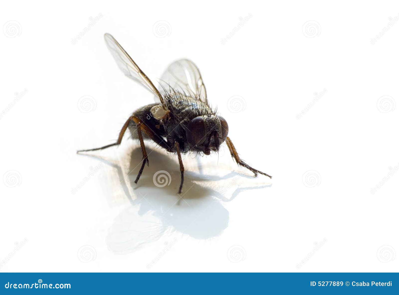 Mosca Fea Aislada En Blanco Imagen de archivo - Imagen de espacio ...