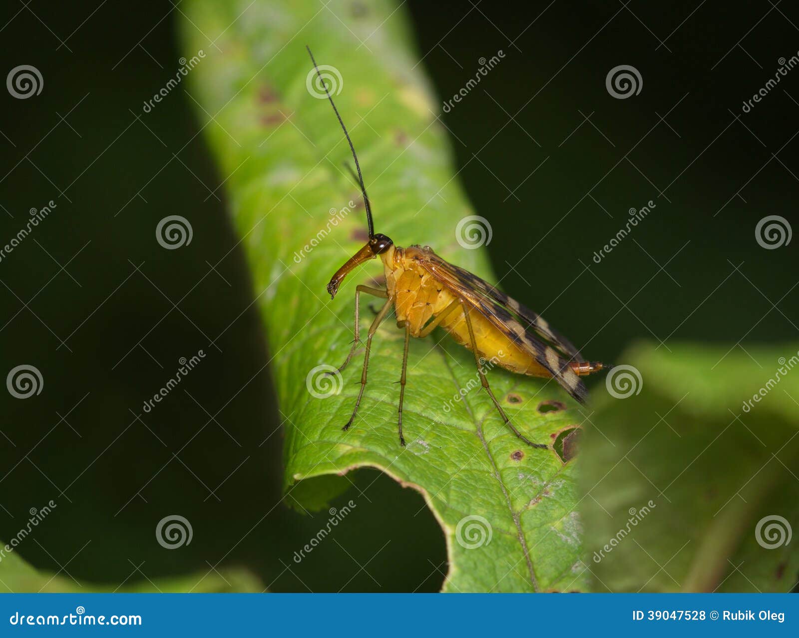 Mosca Grande Con Una Nariz Larga Foto de archivo - Imagen de nariz ...