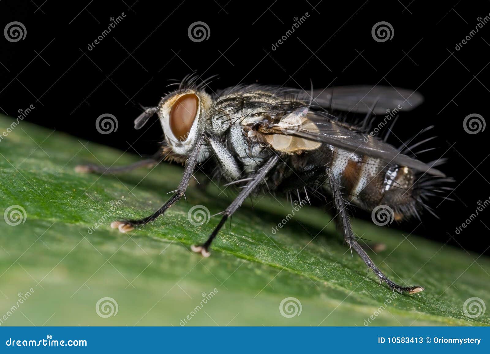 Mosca grigia immagine stock. Immagine di insetto, marrone - 10583413