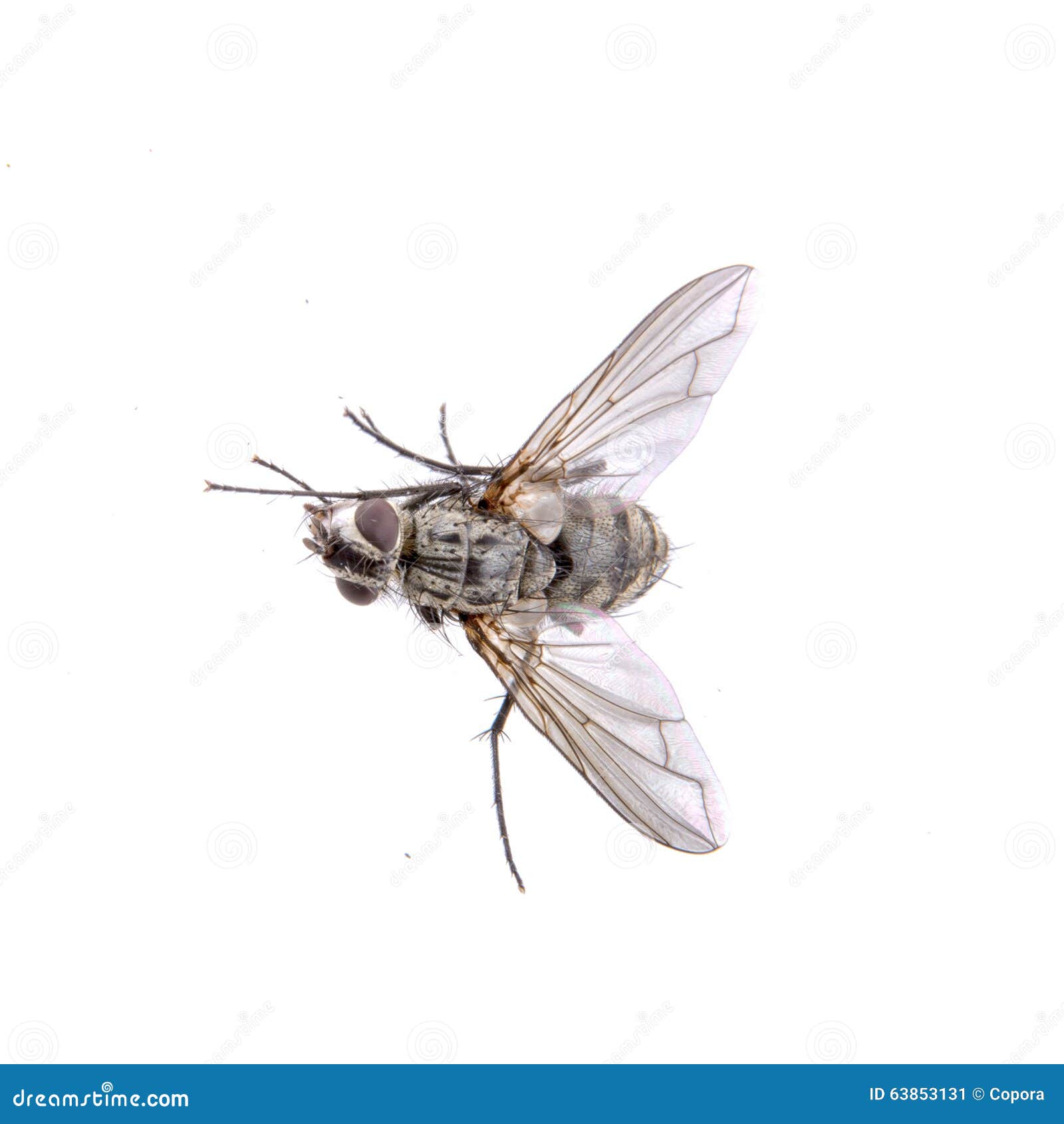 Mosca Gris En Un Fondo Negro Imagen de archivo - Imagen de blanco ...