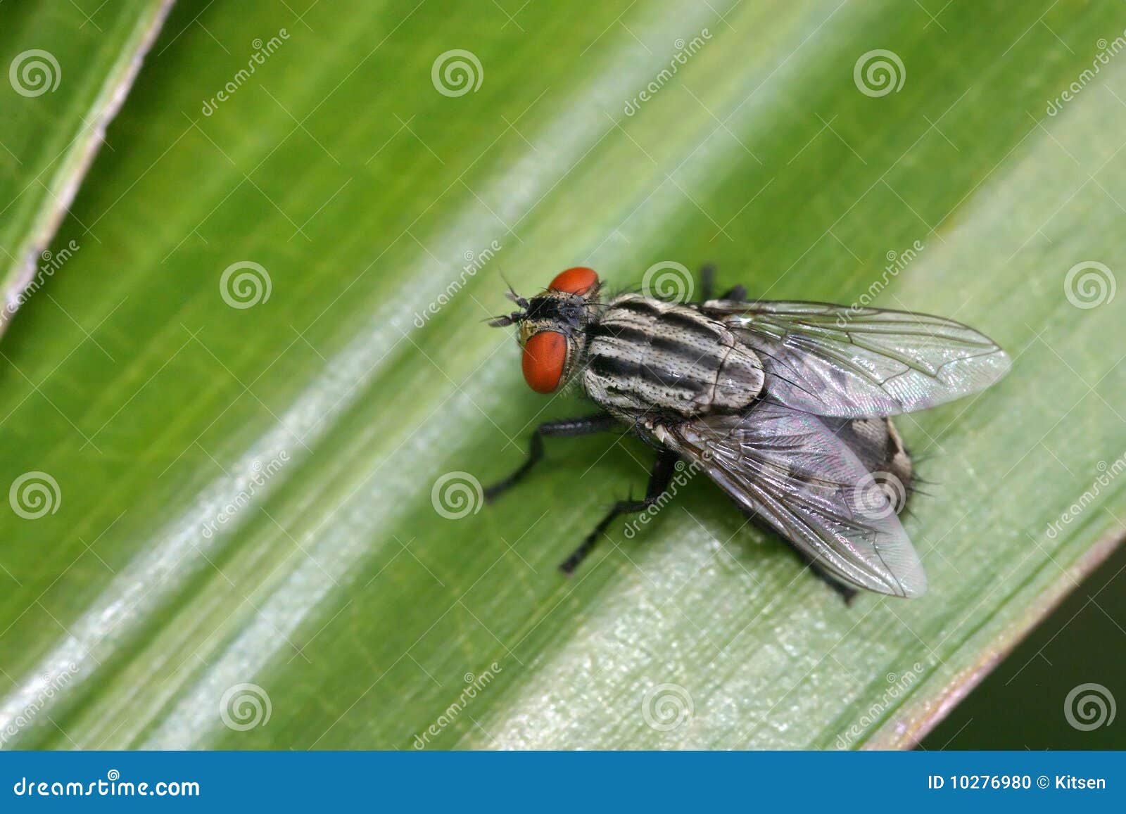 Mosca listrada comum foto de stock. Imagem de antenas - 10276980