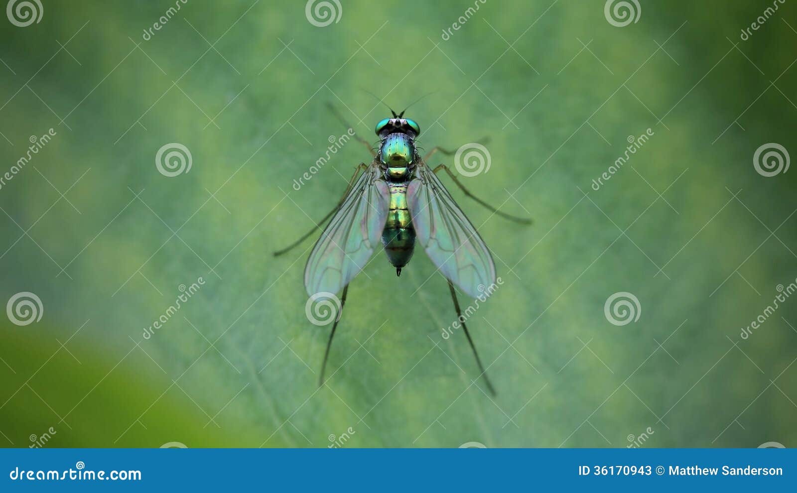 Mosca metálica imagen de archivo. Imagen de cierre, fondo - 36170943