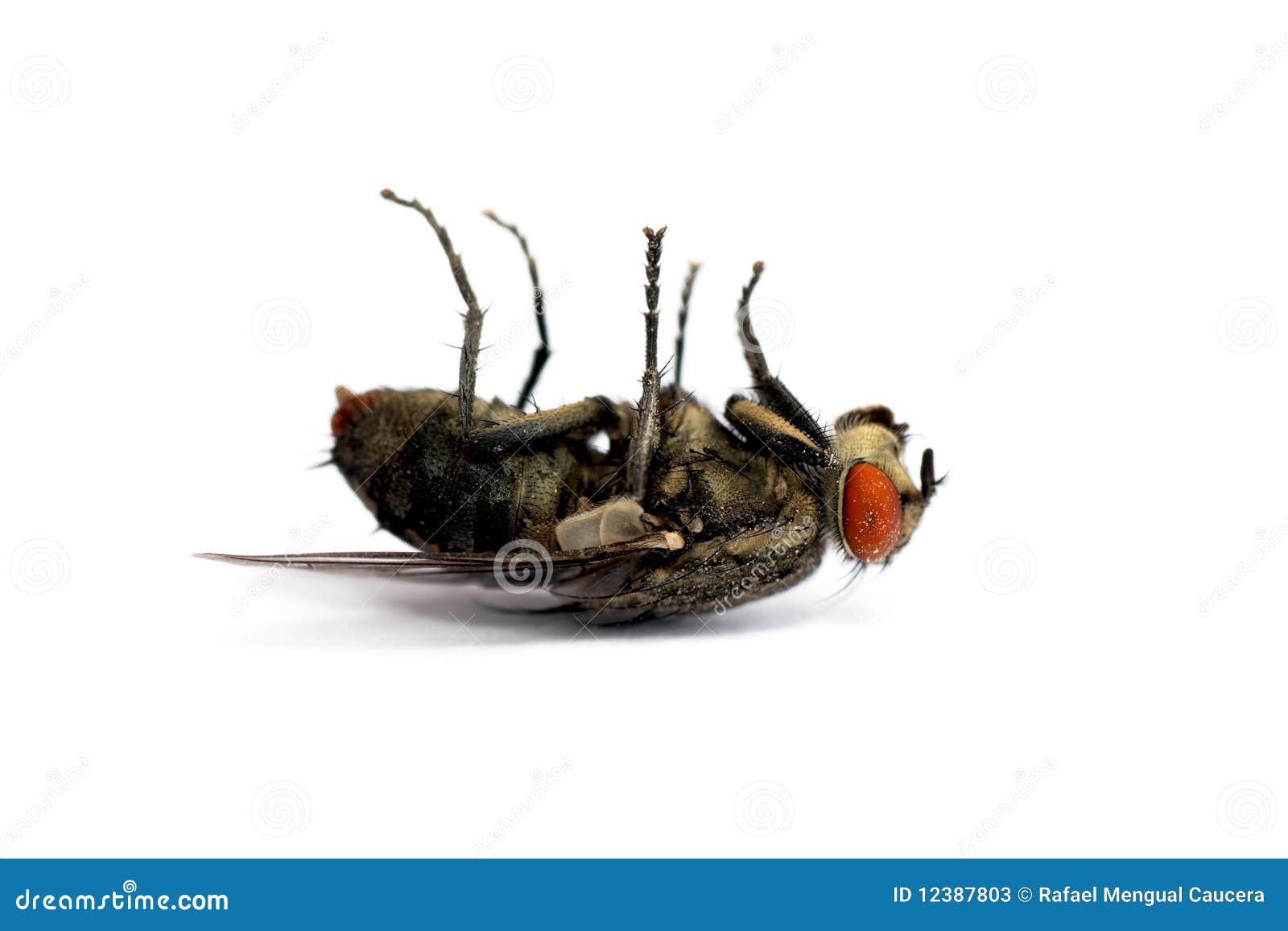 Mosca muerta imagen de archivo. Imagen de fondo, muerto - 12387803