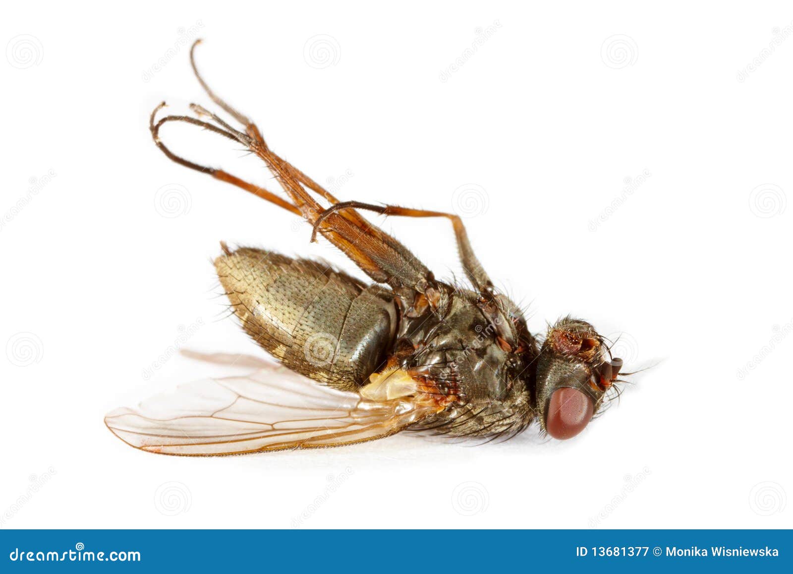 Mosca muerta imagen de archivo. Imagen de nadie, imagen - 13681377