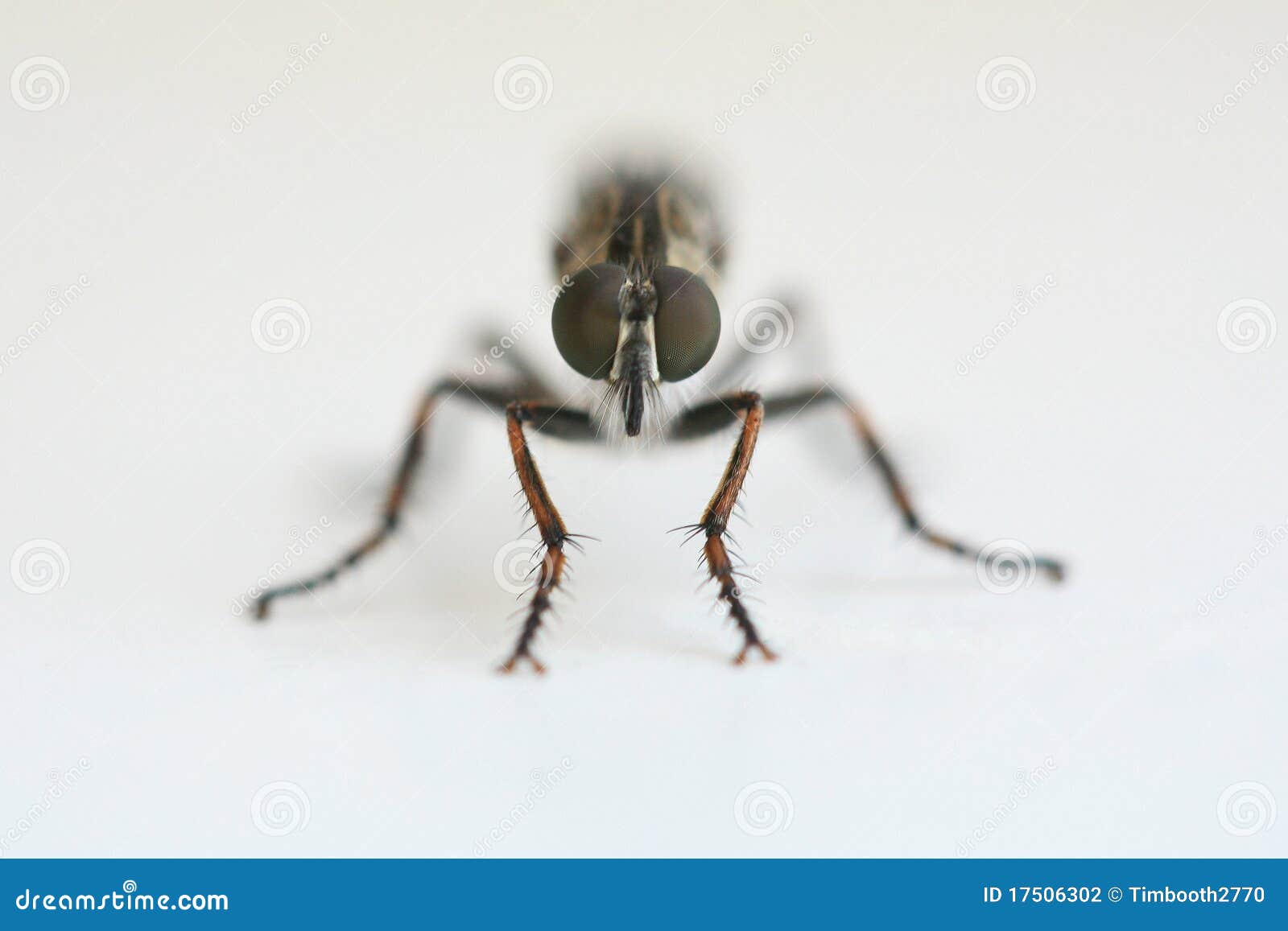 Mosca muerta foto de archivo. Imagen de detalle, piernas - 17506302