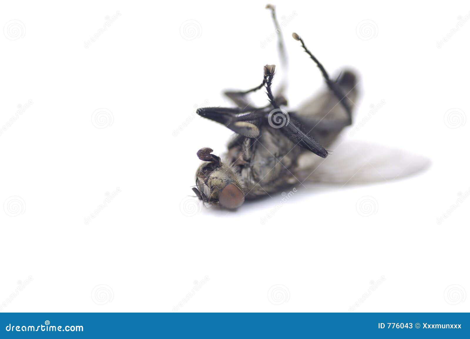 Mosca muerta 2 imagen de archivo. Imagen de macro, muerto - 776043