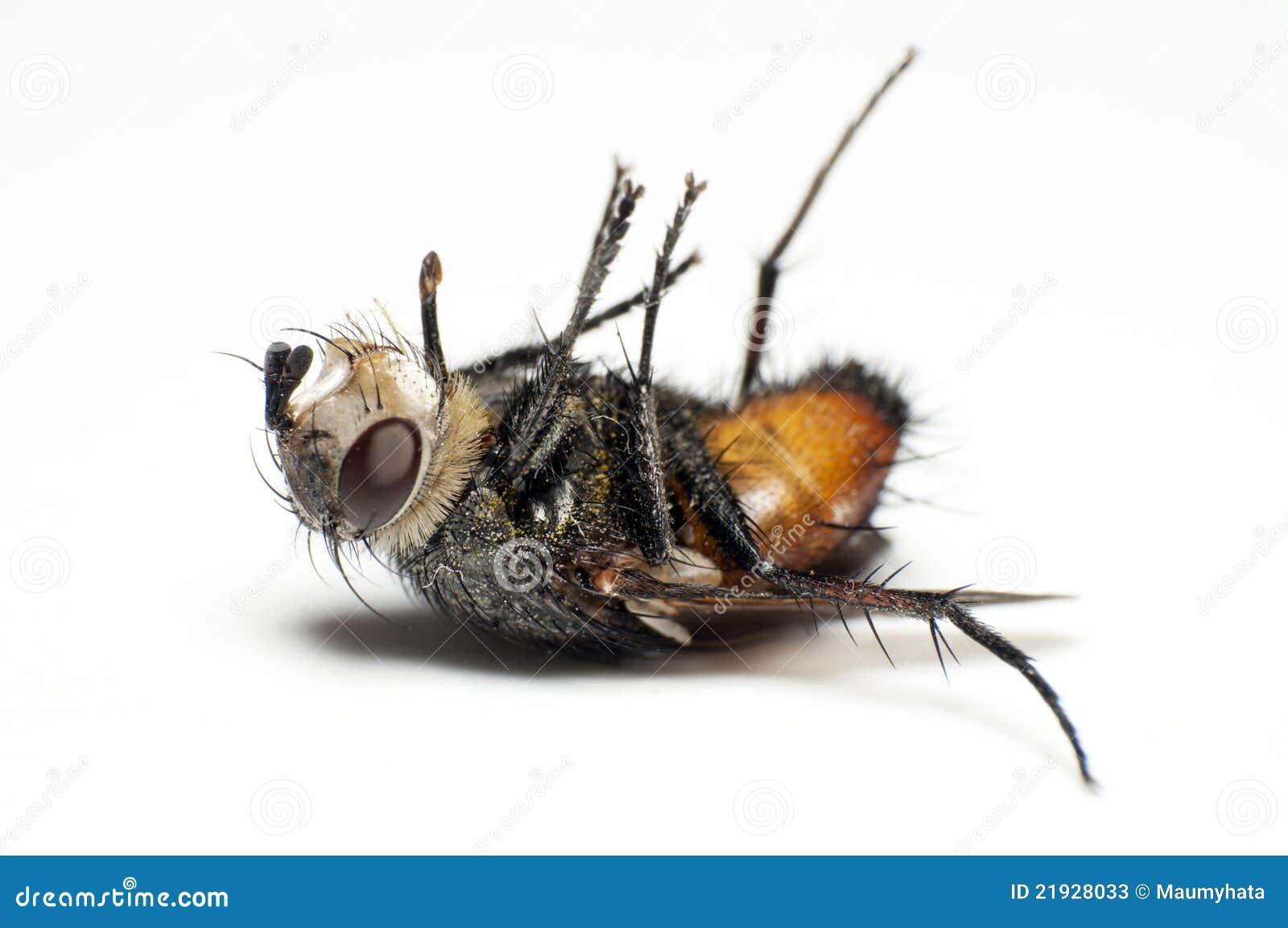 Mosca muerta imagen de archivo. Imagen de aislado, organismo - 21928033
