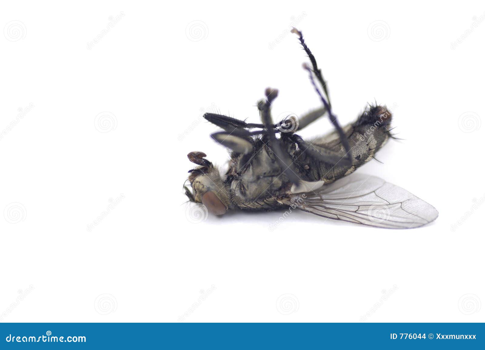 Mosca muerta 3 foto de archivo. Imagen de insecticida, muerto - 776044