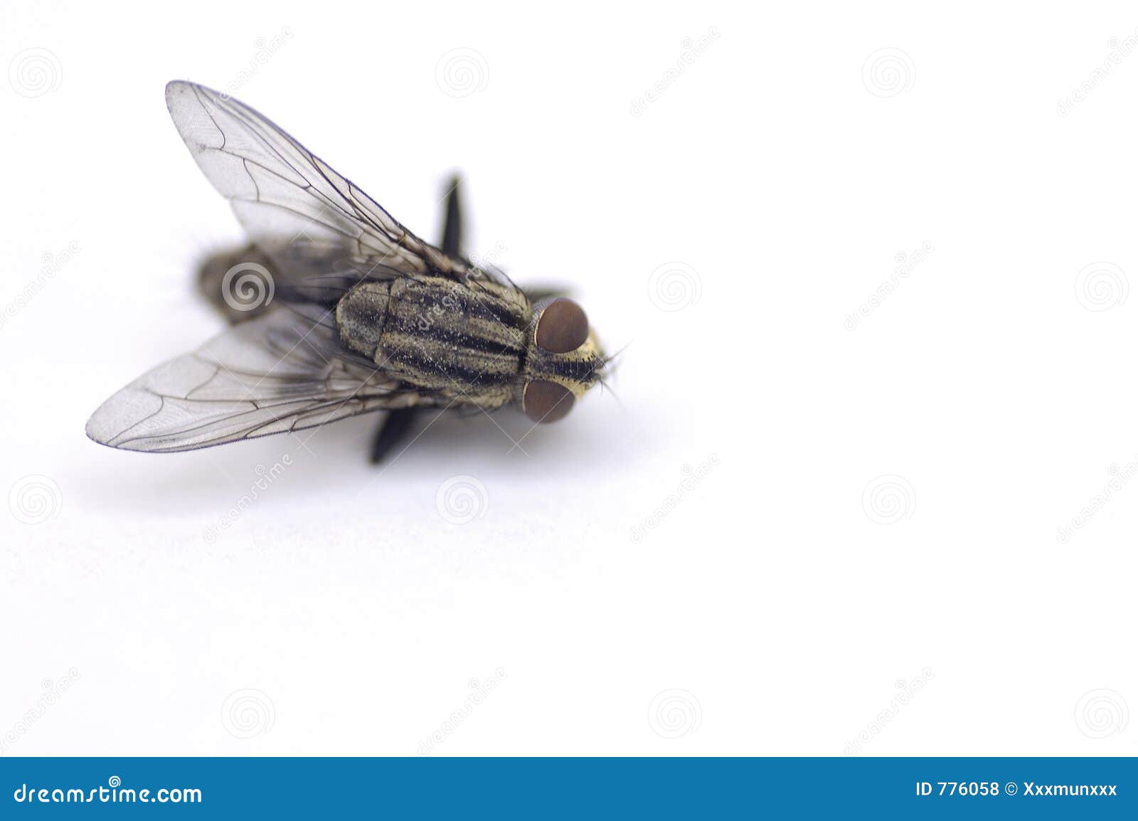 Mosca muerta 4 foto de archivo. Imagen de cielo, blanco - 776058