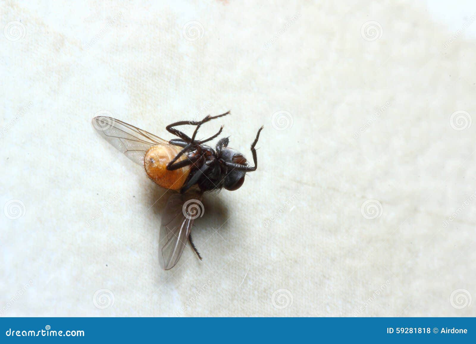 Mosca muerta foto de archivo. Imagen de macro, enfermedad - 59281818