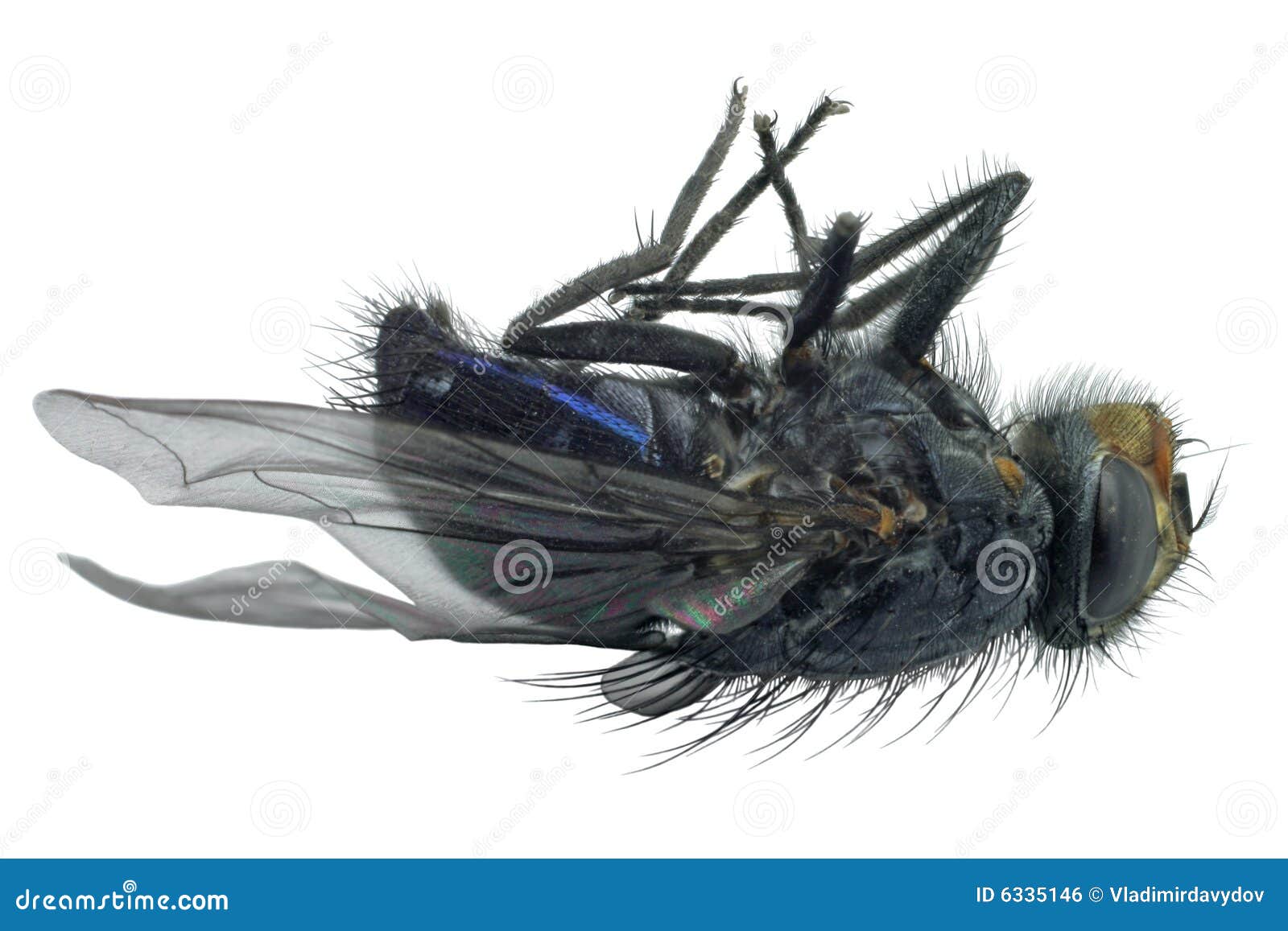 Mosca muerta foto de archivo. Imagen de aislado, mosca - 6335146