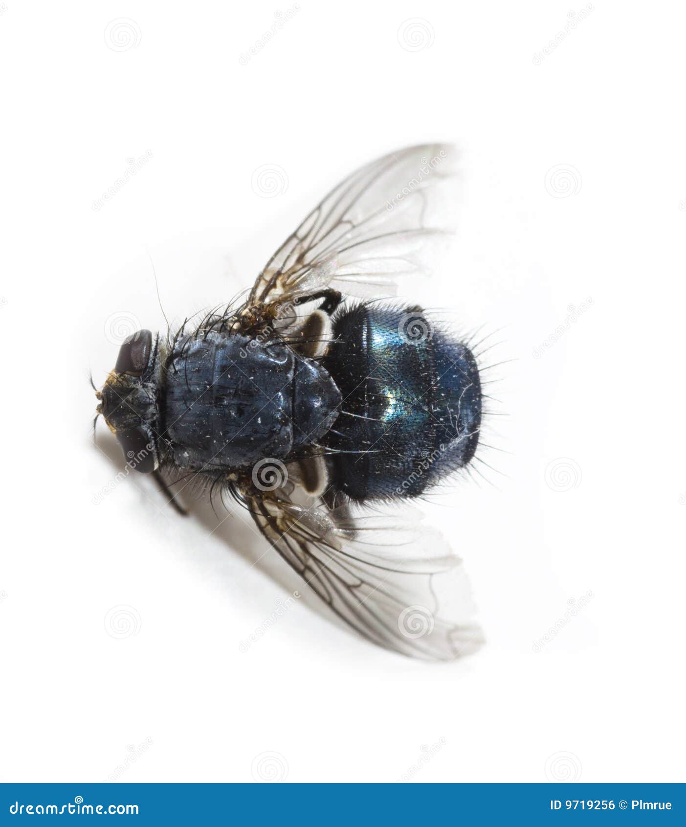 Mosca muerta foto de archivo. Imagen de muerto, aislado - 9719256