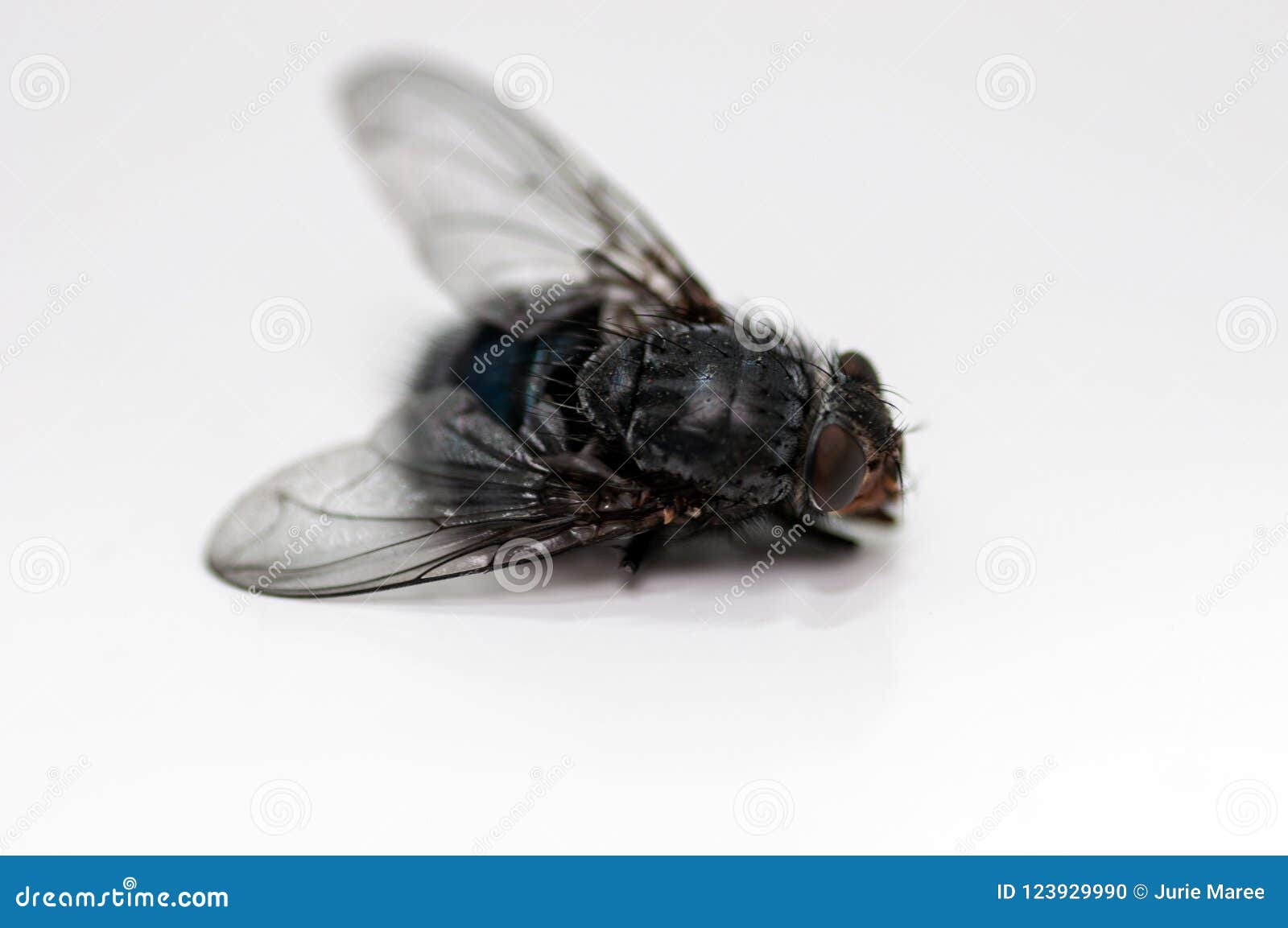 Mosca Muerta, Aislada En Blanco Foto de archivo - Imagen de insecto ...