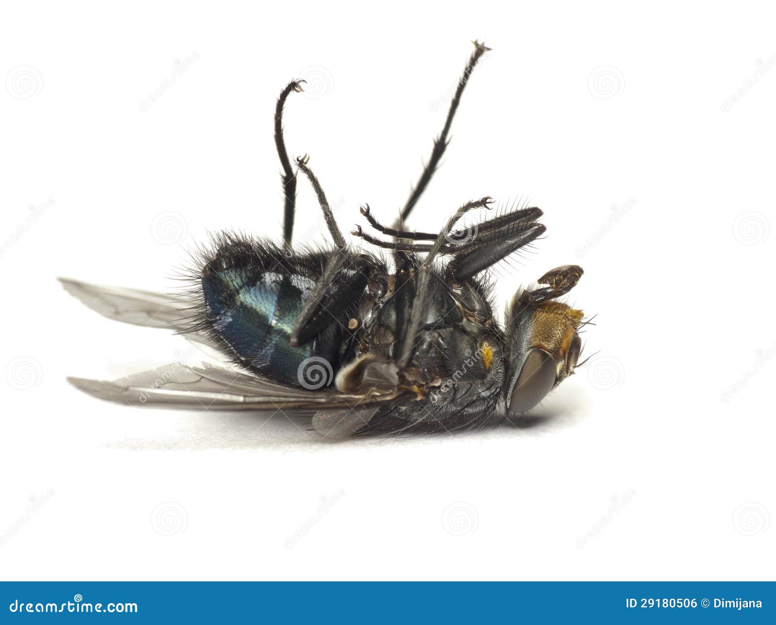 6,568 Mosca Muerta Fotos - Libres de Derechos y Gratuitas de Dreamstime