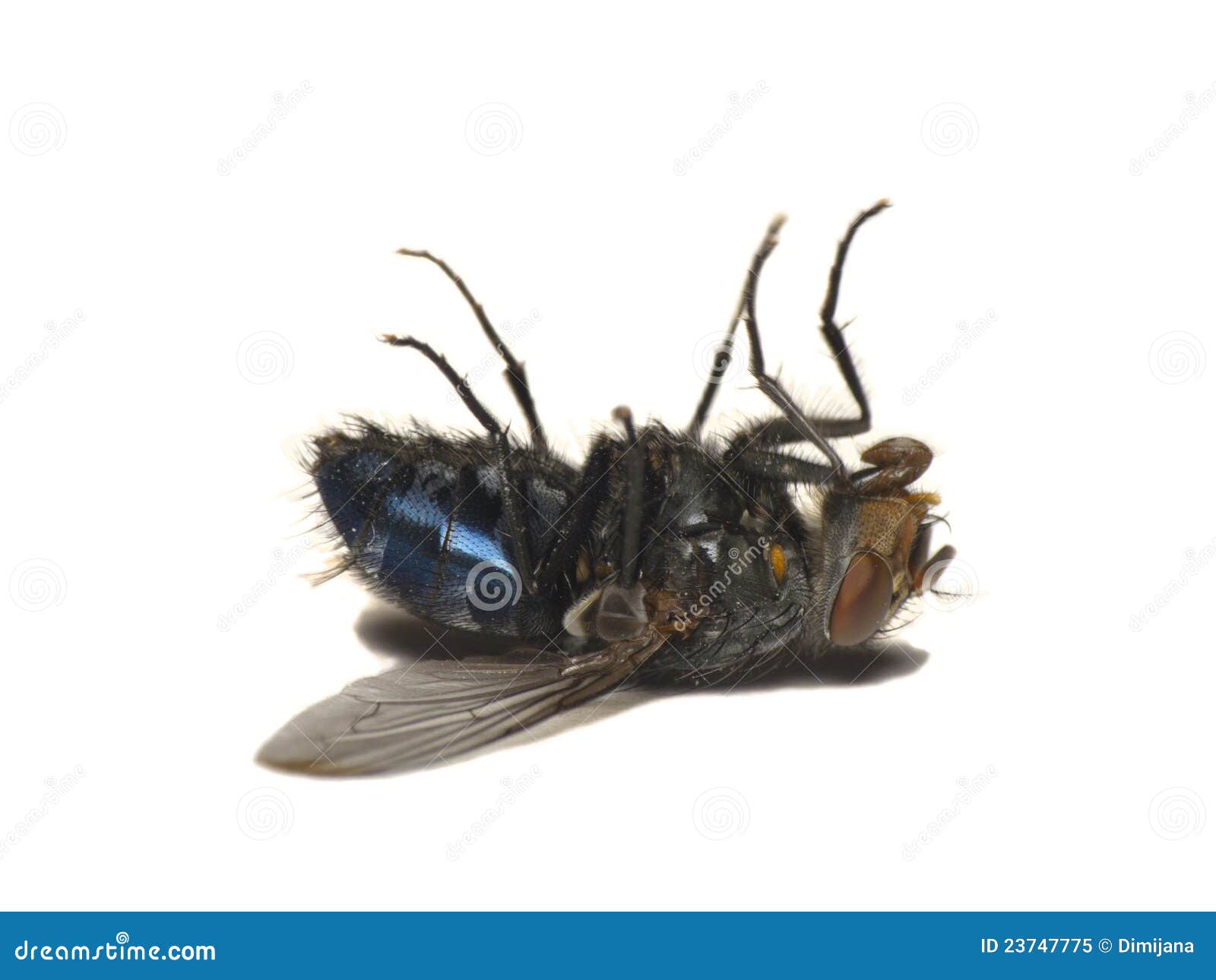 Mosca Muerta Aislada En El Blanco (vomitoria De Caliphora) Imagen de ...