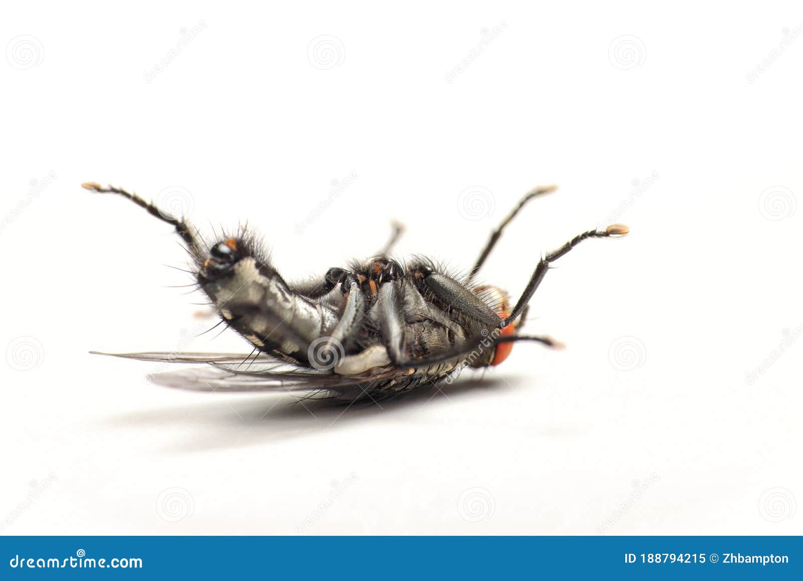 Mosca muerta imagen de archivo. Imagen de fondo, primer - 188794215