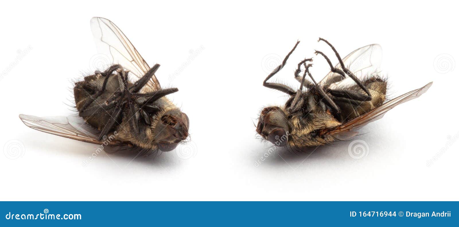 Mosca Muerta Aislada Sobre Fondo Blanco Foto de archivo - Imagen de ...