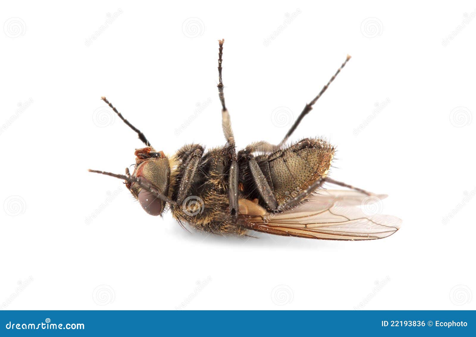 Mosca muerta de la casa foto de archivo. Imagen de invertebrado - 22193836