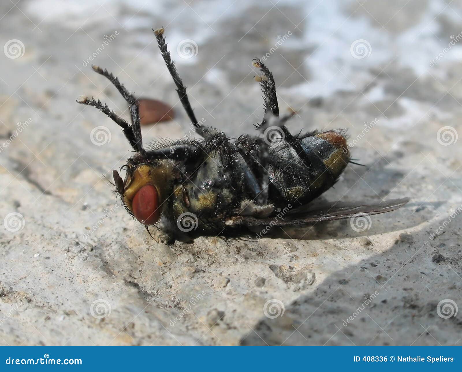 Mosca muerta de la casa foto de archivo. Imagen de macro - 408336