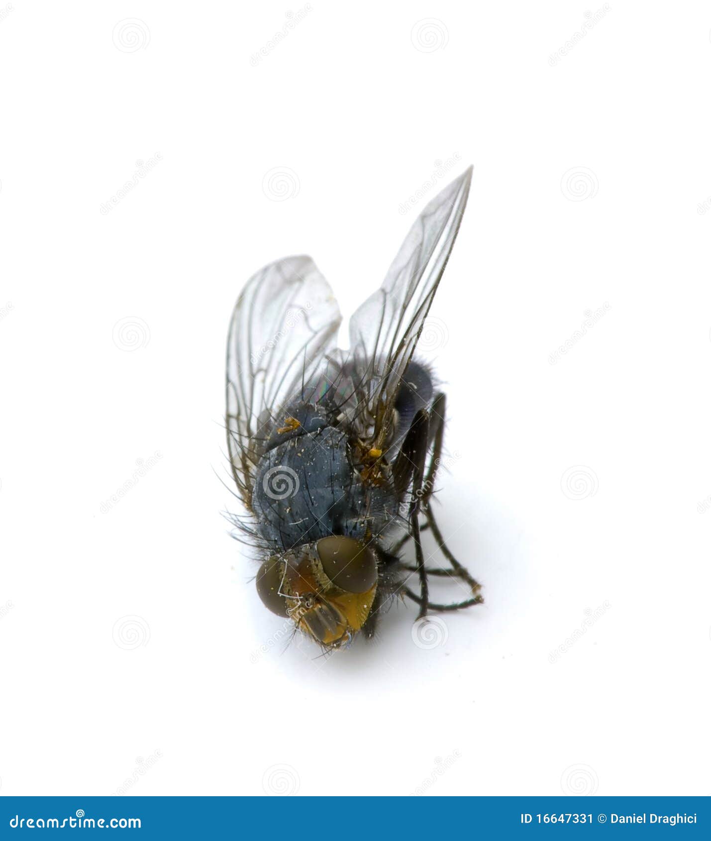 Mosca Muerta De La Casa Aislada En El Fondo Blanco Imagen de archivo ...