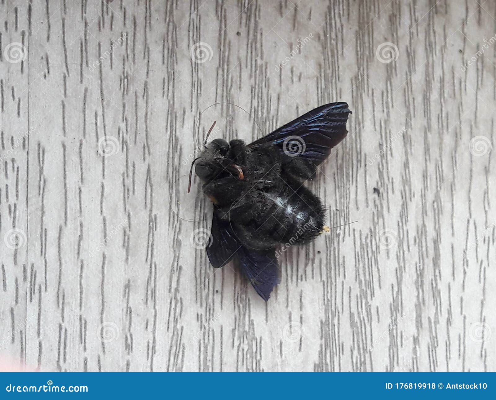 Mosca muerta en el suelo foto de archivo. Imagen de mosca - 176819918